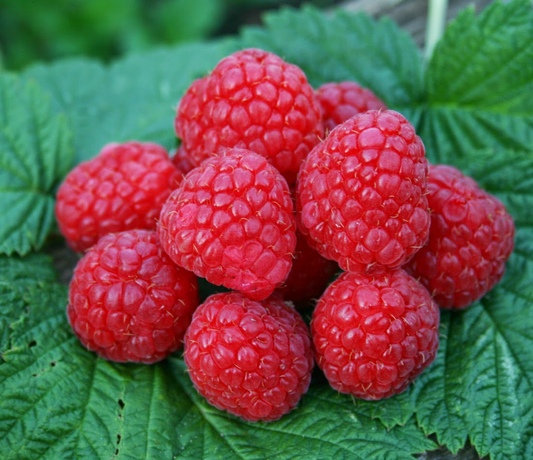 The Fruit Growing Expert: Spine-free soft fruits